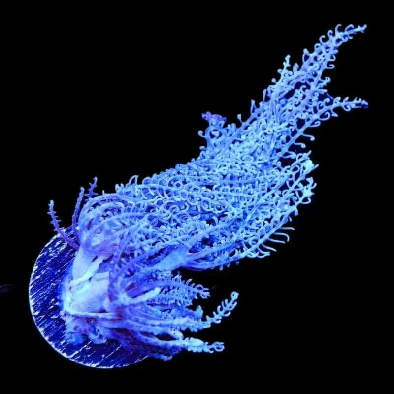 Waving Hand Anthelia Coral – Top Shelf Aquatics