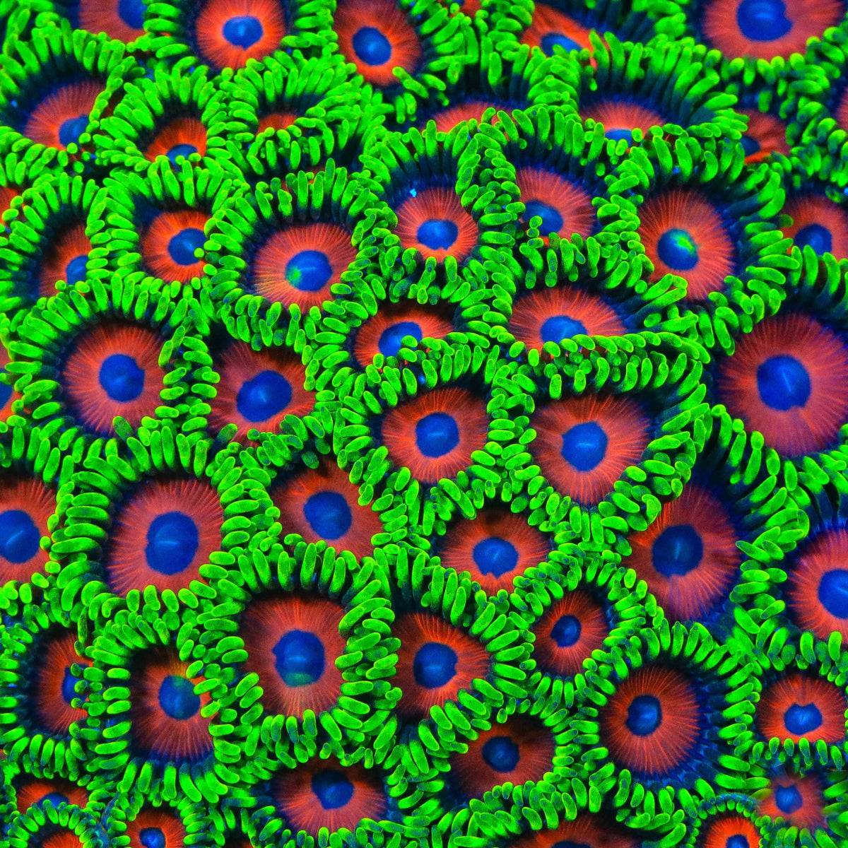 Whammin Watermelon Zoanthids Coral – Top Shelf Aquatics