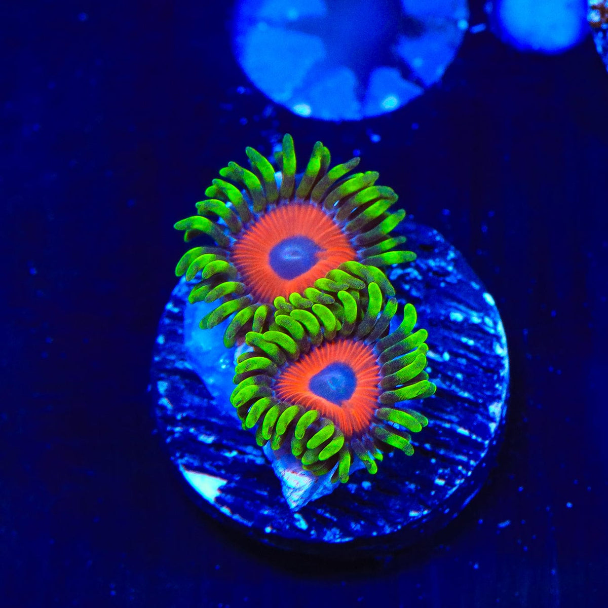 Whammin Watermelon Zoanthids Coral – Top Shelf Aquatics