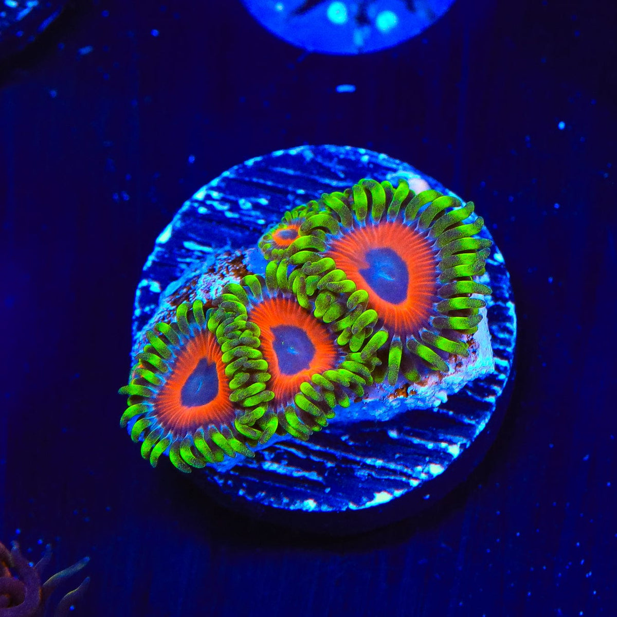 Whammin Watermelon Zoanthids Coral – Top Shelf Aquatics