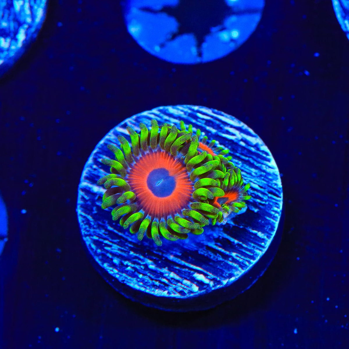Whammin Watermelon Zoanthids Coral – Top Shelf Aquatics