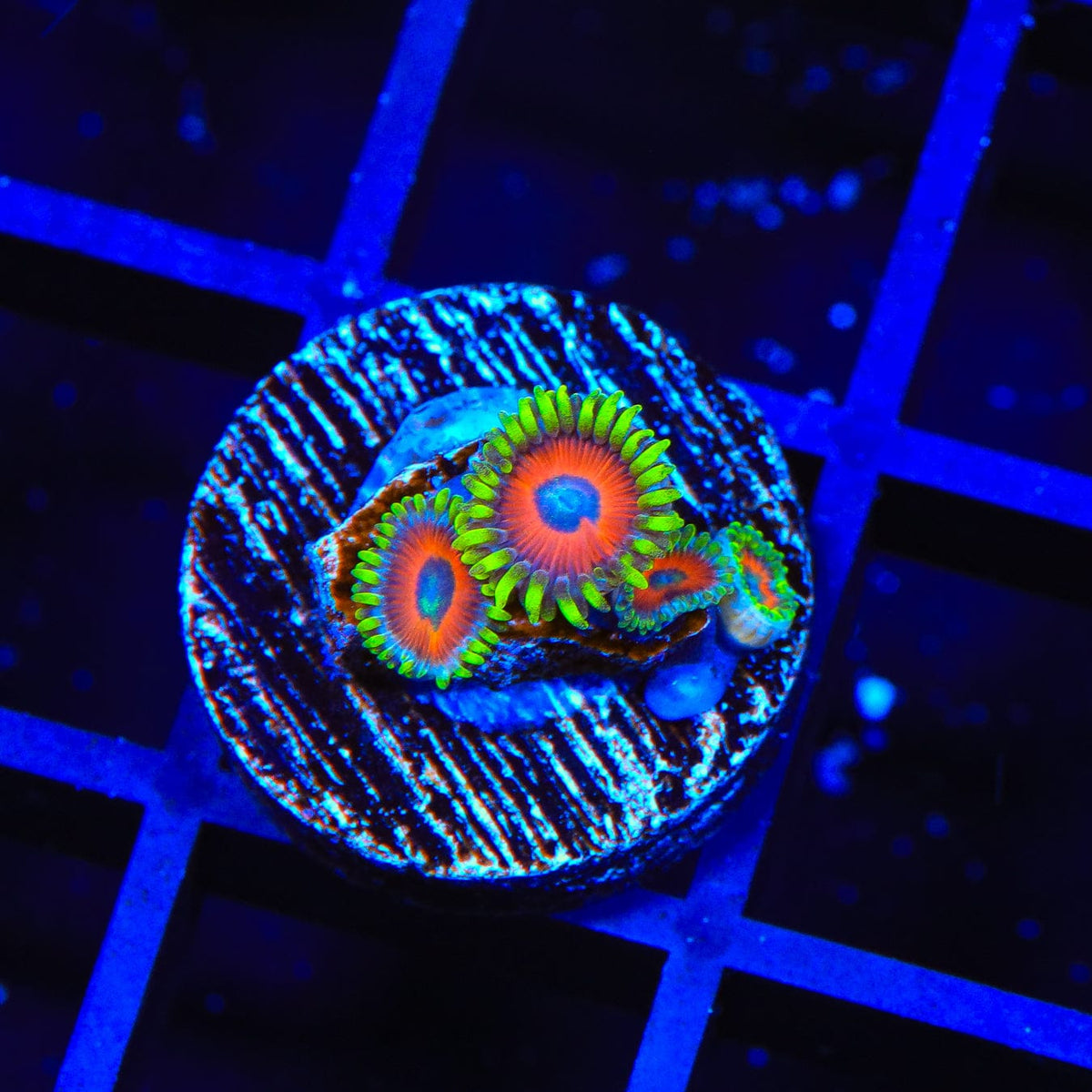 Whammin Watermelon Zoanthids Coral – Top Shelf Aquatics