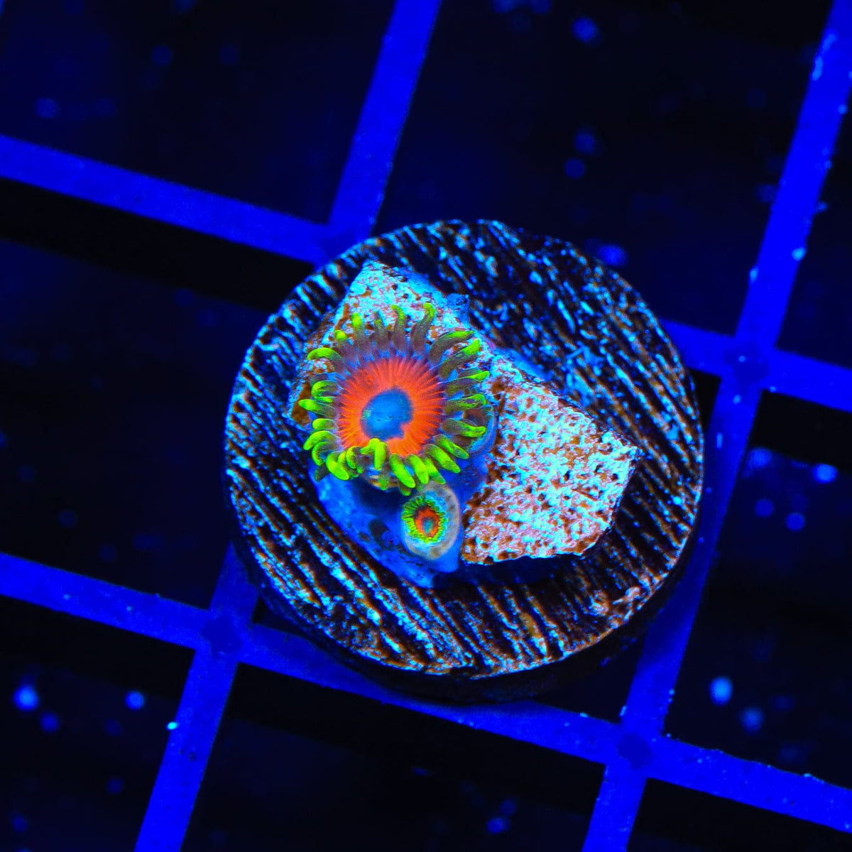 Whammin Watermelon Zoanthids Coral – Top Shelf Aquatics