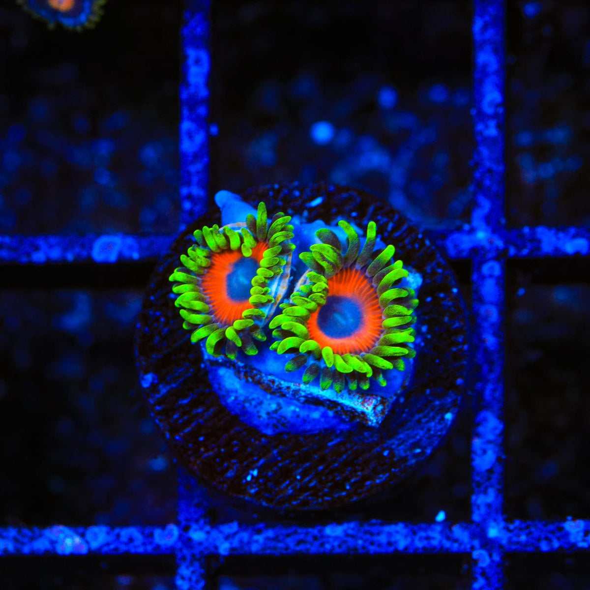Whammin Watermelon Zoanthids Coral – Top Shelf Aquatics