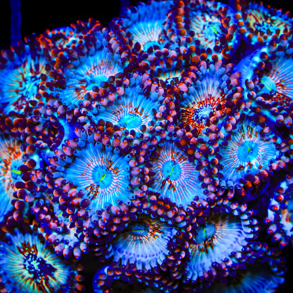 White Zombie Zoanthids Coral – Top Shelf Aquatics
