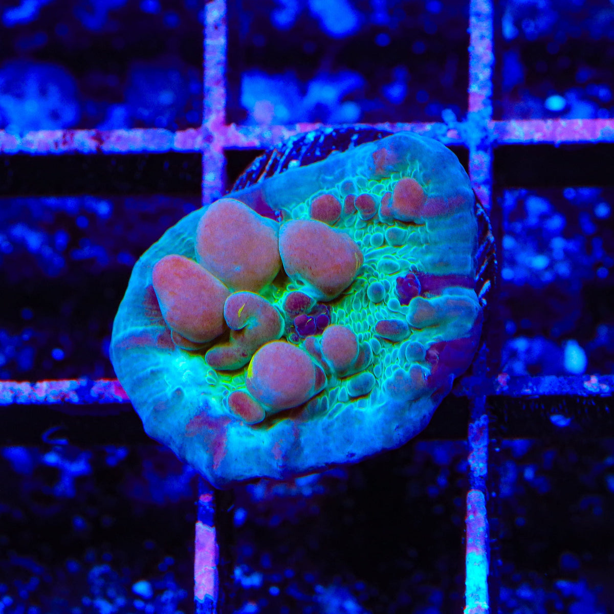 WWC Cosmic Candy Bounce Chalice Coral – Top Shelf Aquatics