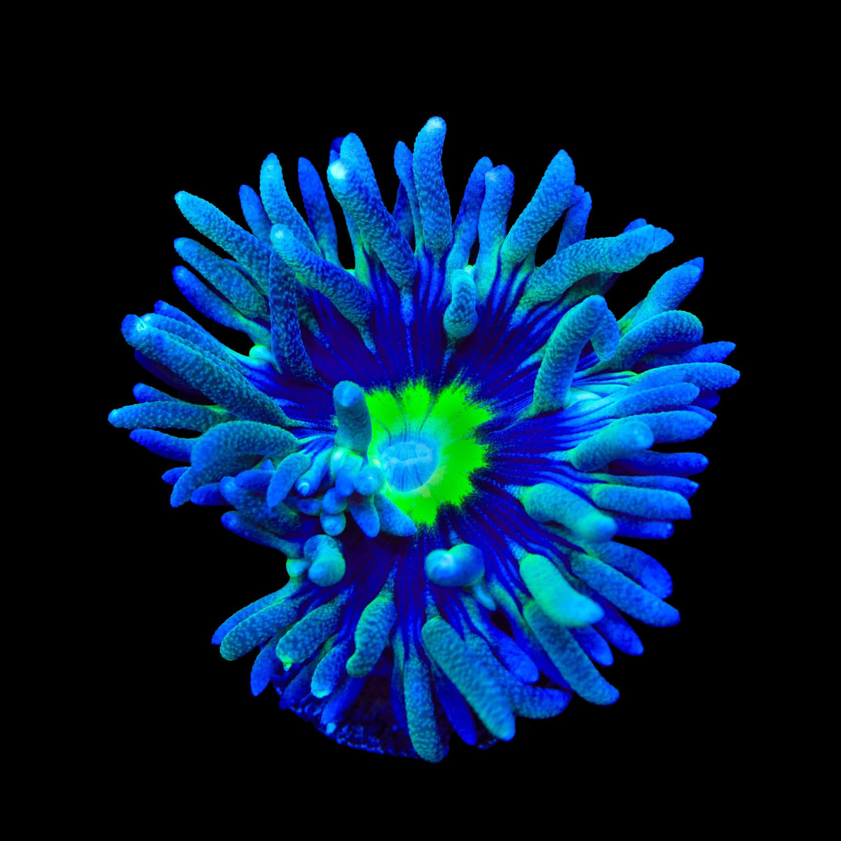 Dream Catcher Duncan Coral – Top Shelf Aquatics