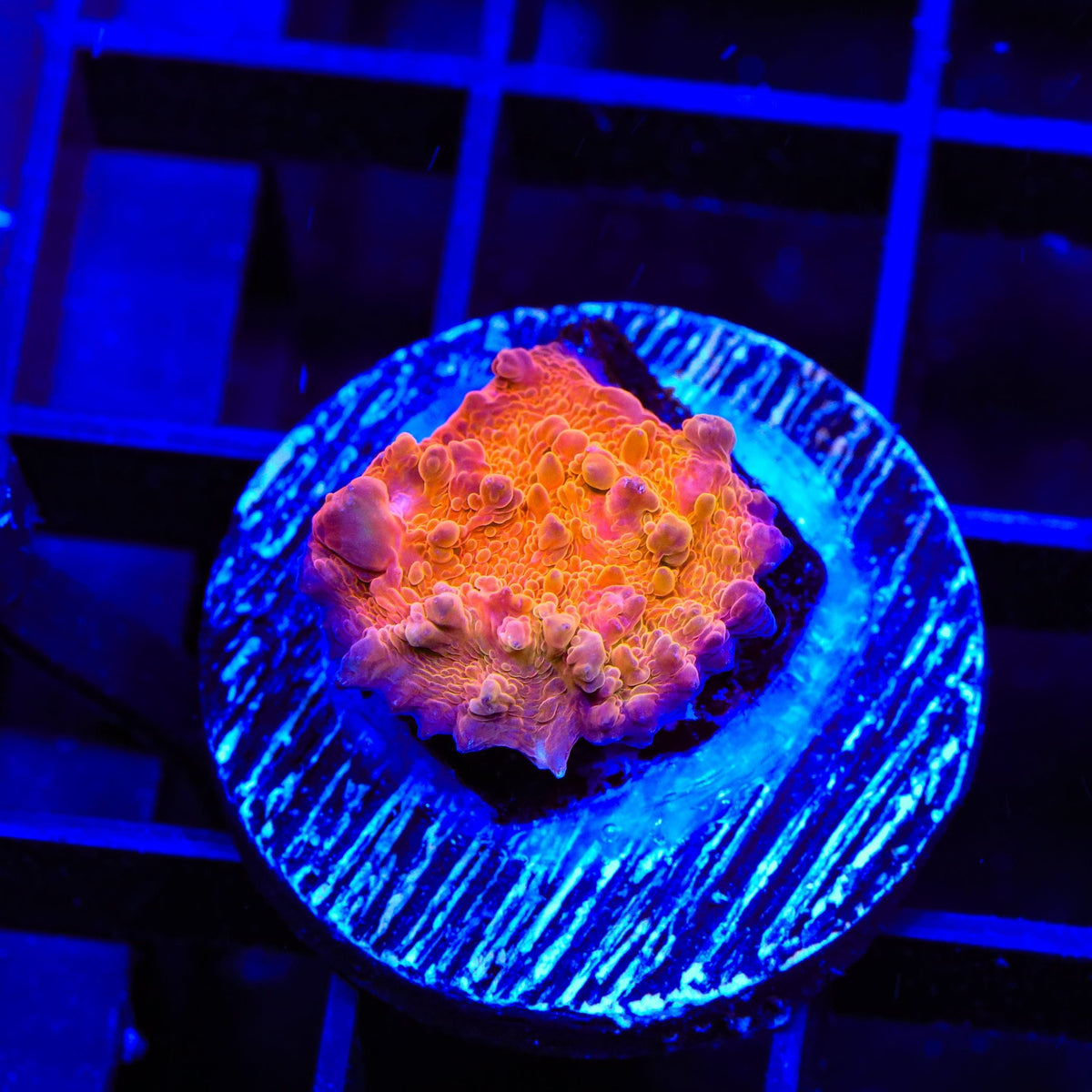 WWC Fireball Chalice Coral – Top Shelf Aquatics