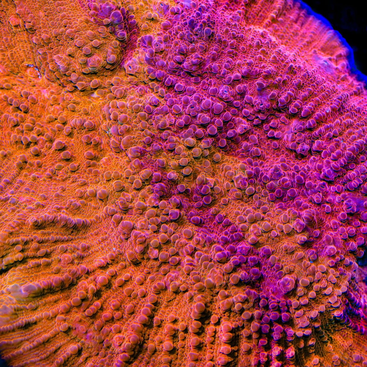 Fireball Grafted Chalice Coral – Top Shelf Aquatics