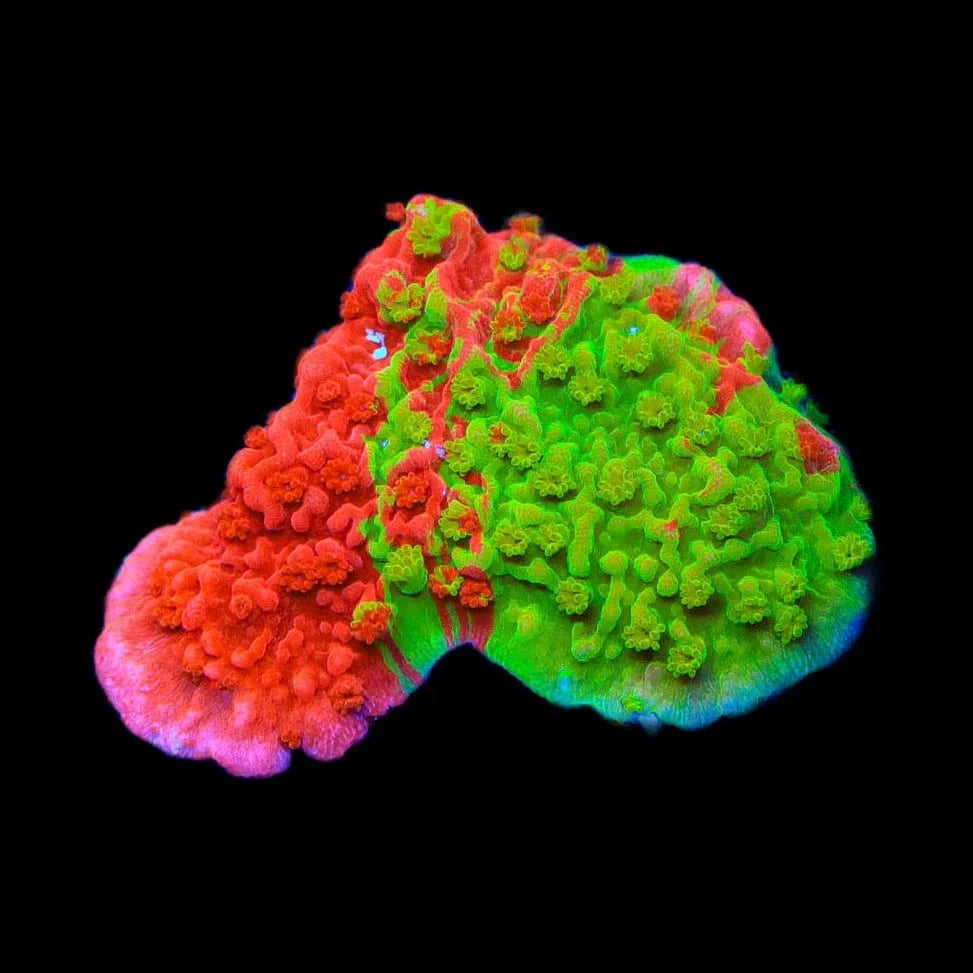 Grafted Montipora Cap Coral – Top Shelf Aquatics