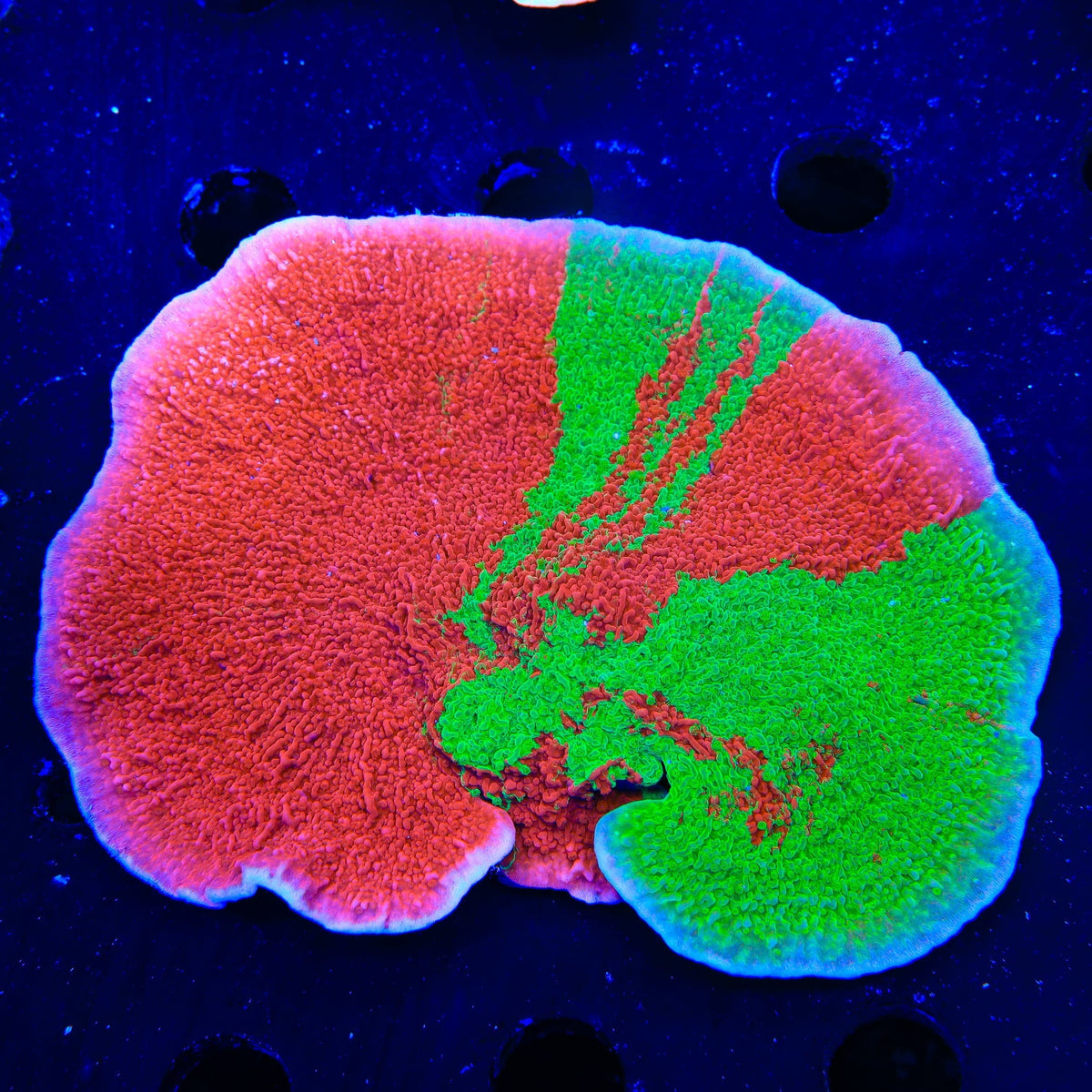 WWC Grafted Montipora Cap XL Frag Coral – Top Shelf Aquatics