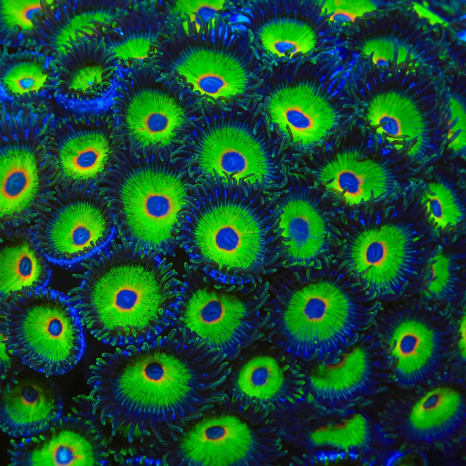 Zoanthids Coral for Sale – Top Shelf Aquatics