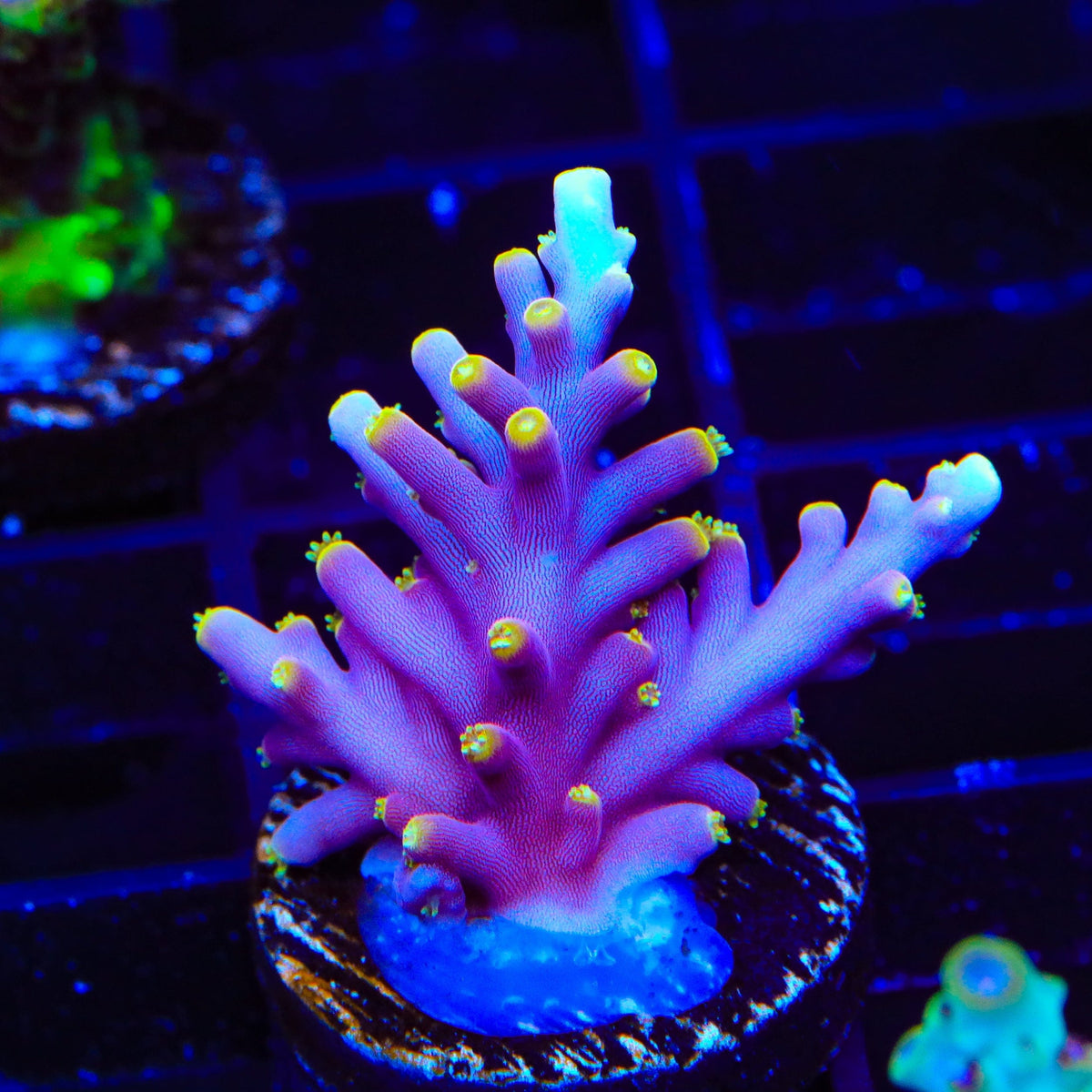 WWC Little Red Ferarri Acropora Coral – Top Shelf Aquatics