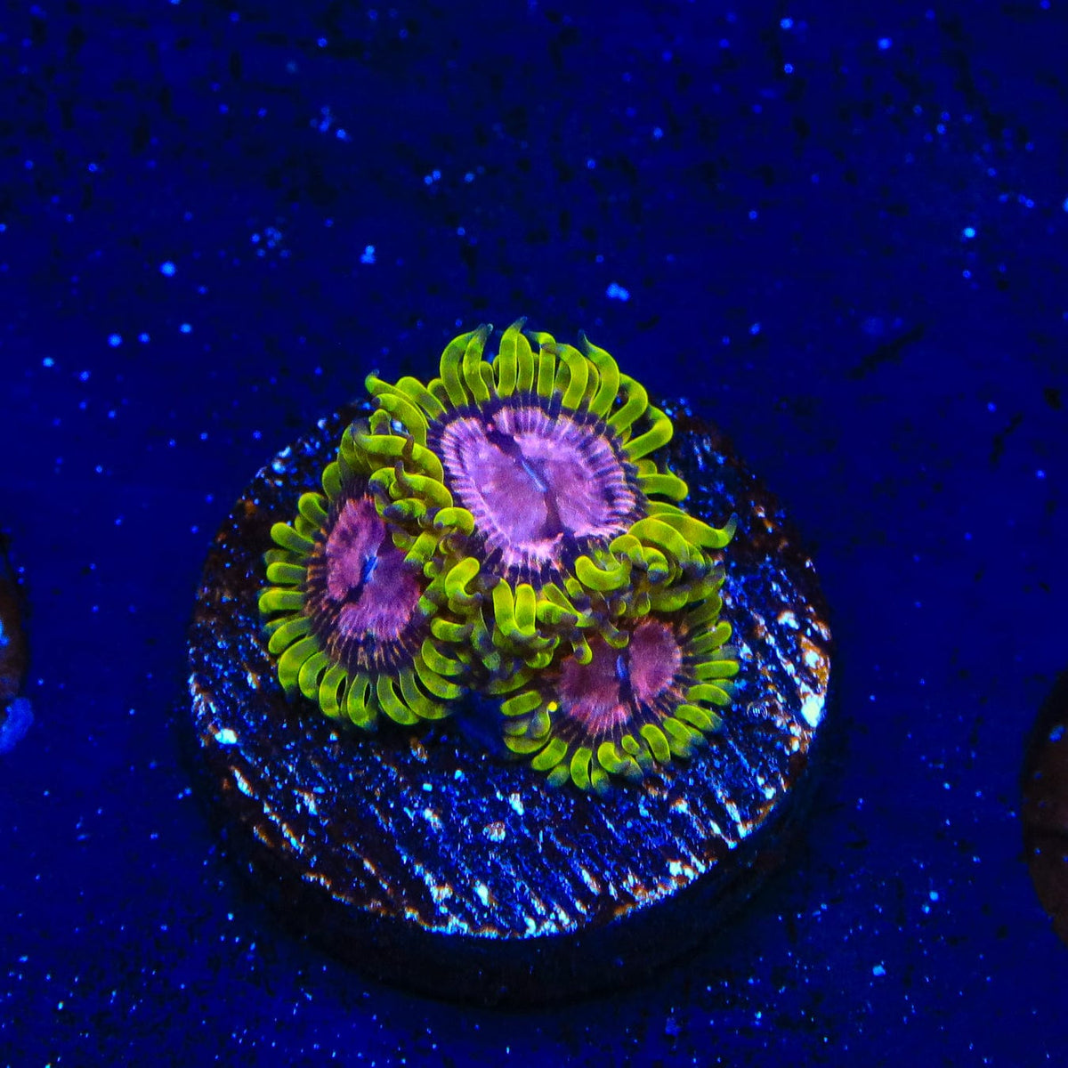 WWC Purple Monster Zoanthids Coral – Top Shelf Aquatics