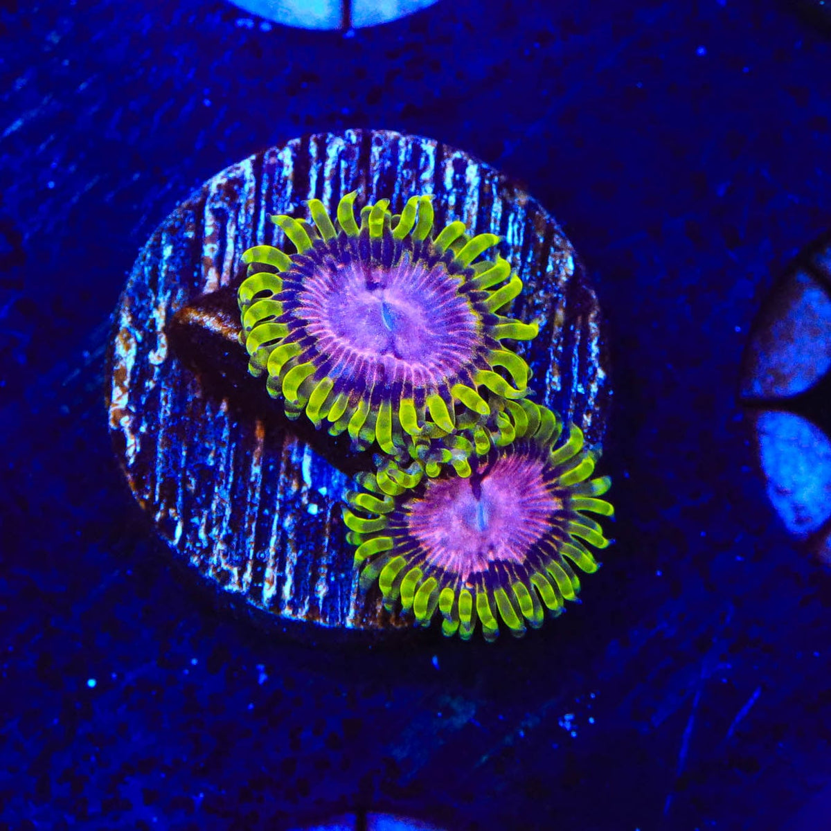 WWC Purple Monster Zoanthids Coral – Top Shelf Aquatics