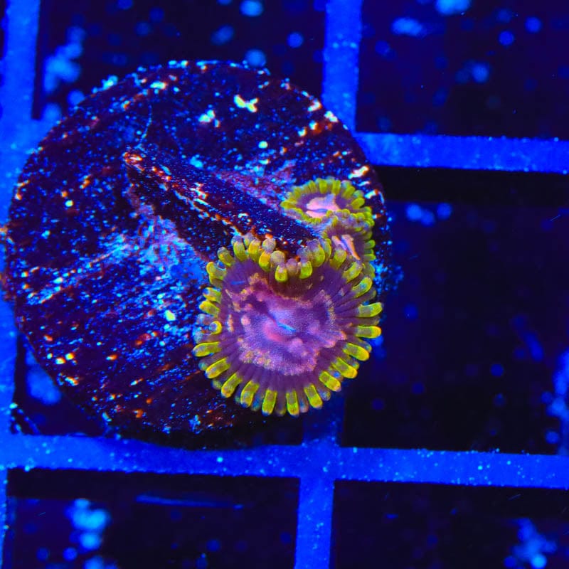 WWC Purple Monster Zoanthids Coral – Top Shelf Aquatics