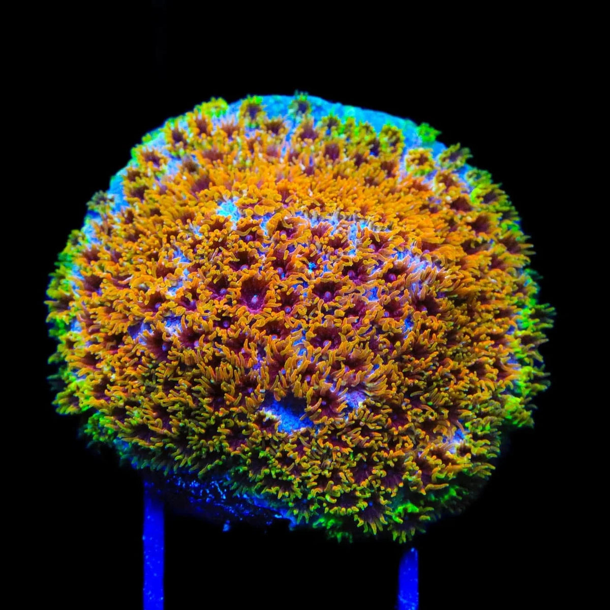 Skittles Bomb Cyphastrea Coral – Top Shelf Aquatics
