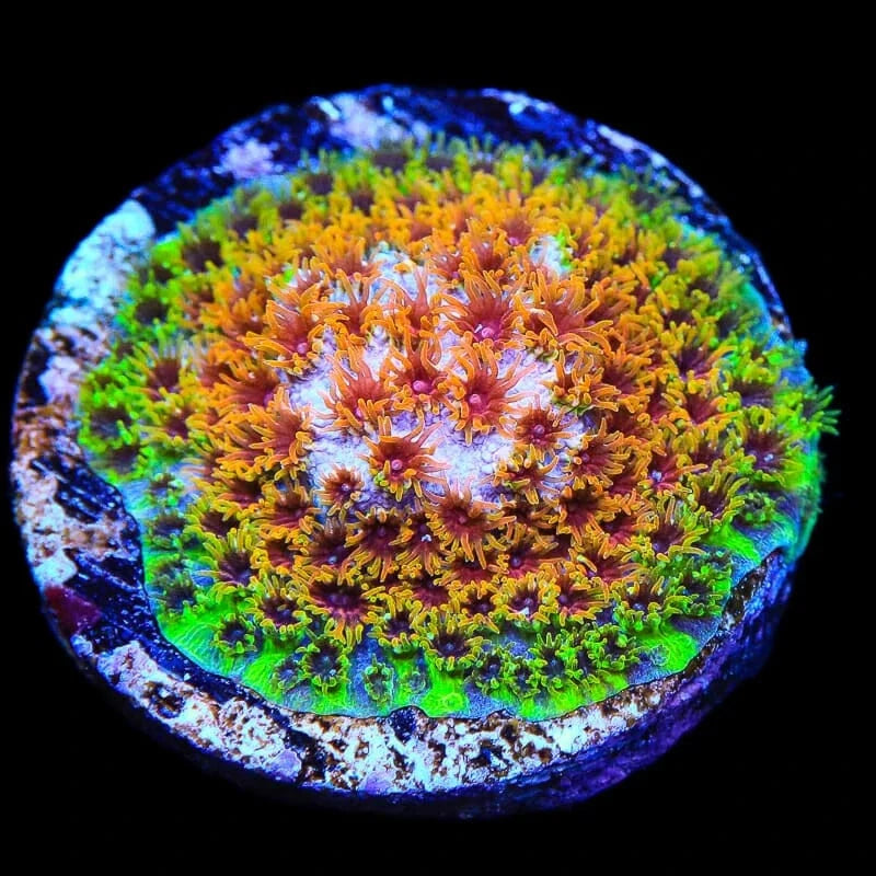 Skittles Bomb Cyphastrea Coral – Top Shelf Aquatics