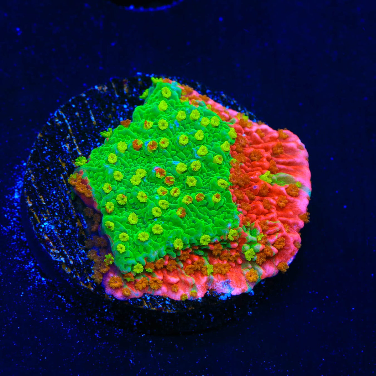 WWC Sunfire Montipora Cap Coral – Top Shelf Aquatics