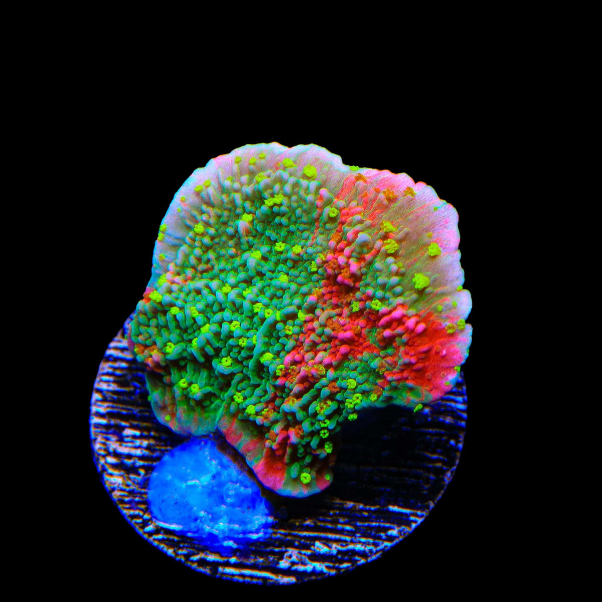 Sunfire Grafted Montipora Cap Coral – Top Shelf Aquatics