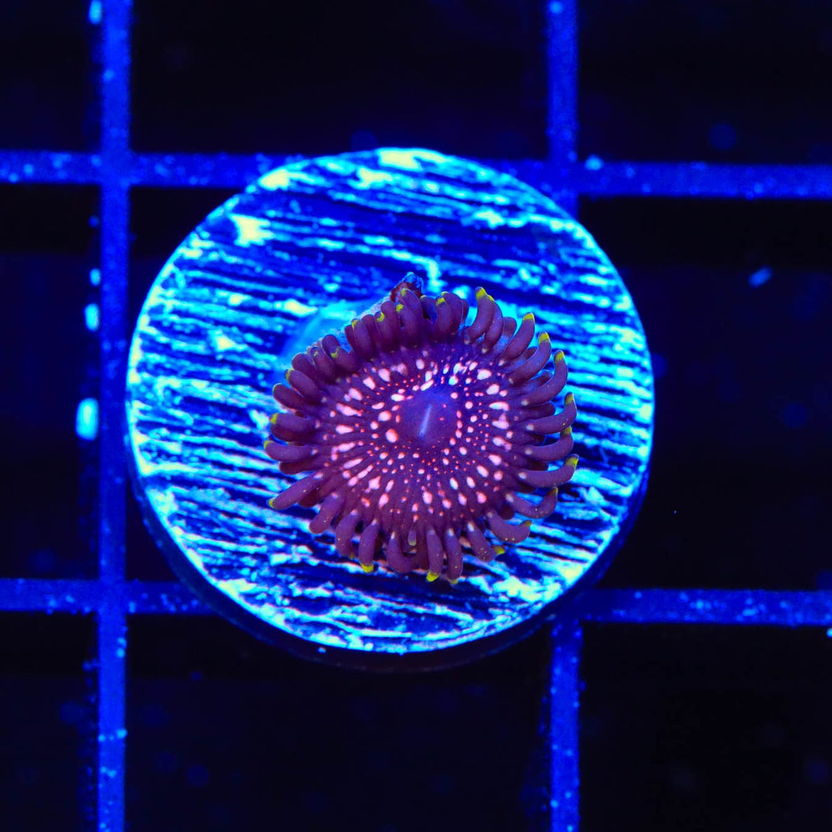 WWC Taser Zoanthids Coral – Top Shelf Aquatics