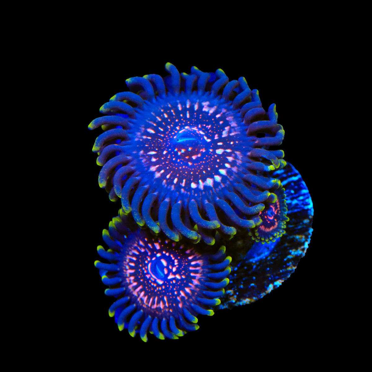 Taser Zoanthids Coral – Top Shelf Aquatics