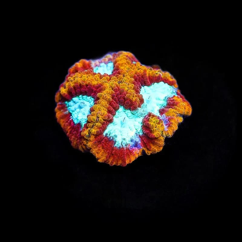 Ultron Favia Coral – Top Shelf Aquatics