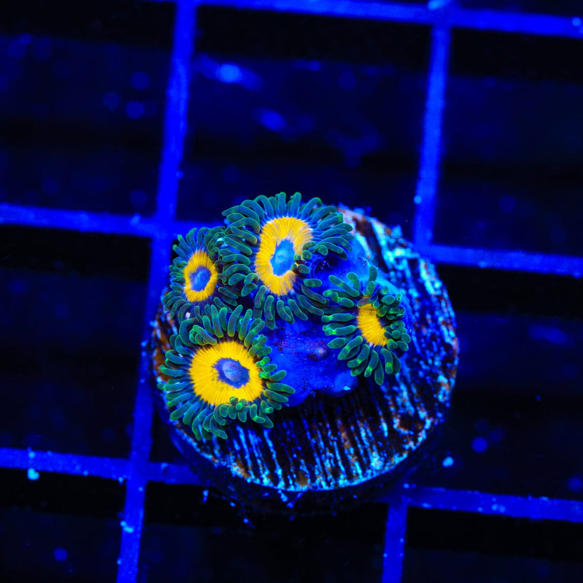 WWC Yellow Submarine Zoanthids Coral – Top Shelf Aquatics