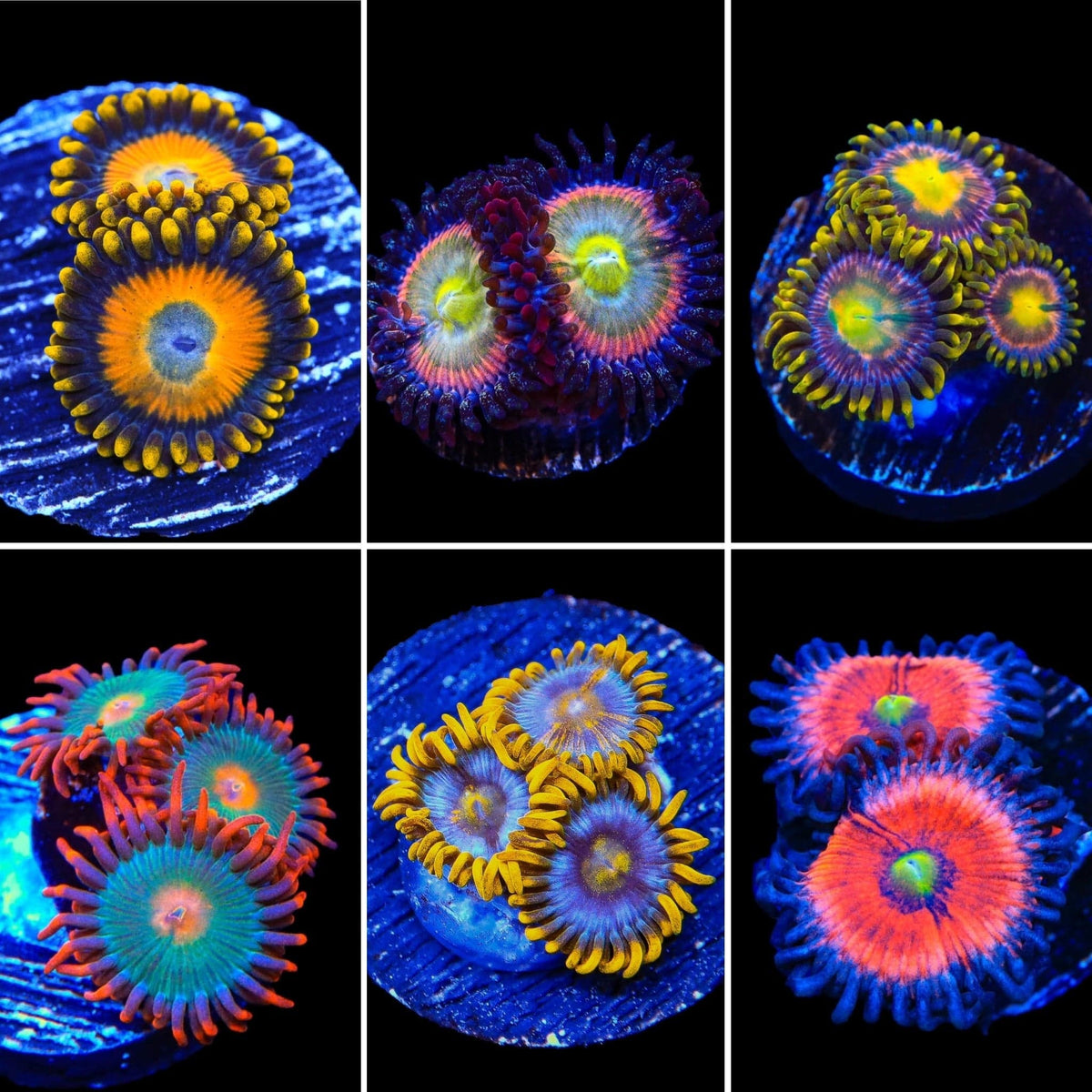 Zoanthid Coral Frag Pack – Top Shelf Aquatics