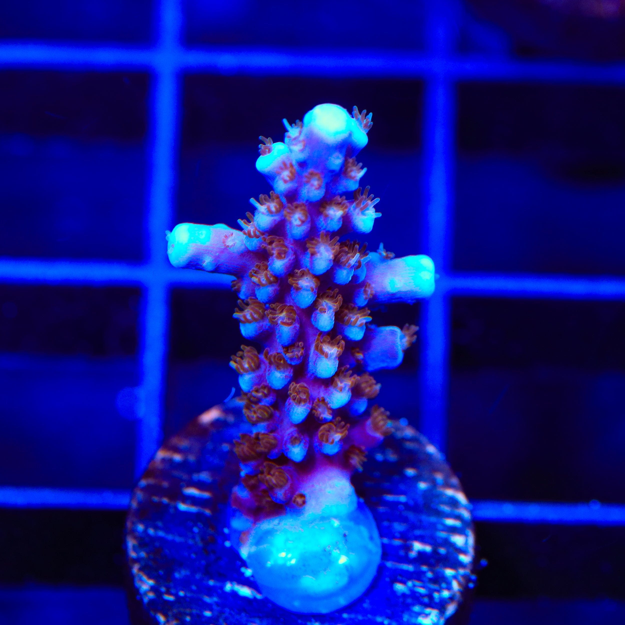 ARC Fireworks Acropora Coral – Top Shelf Aquatics