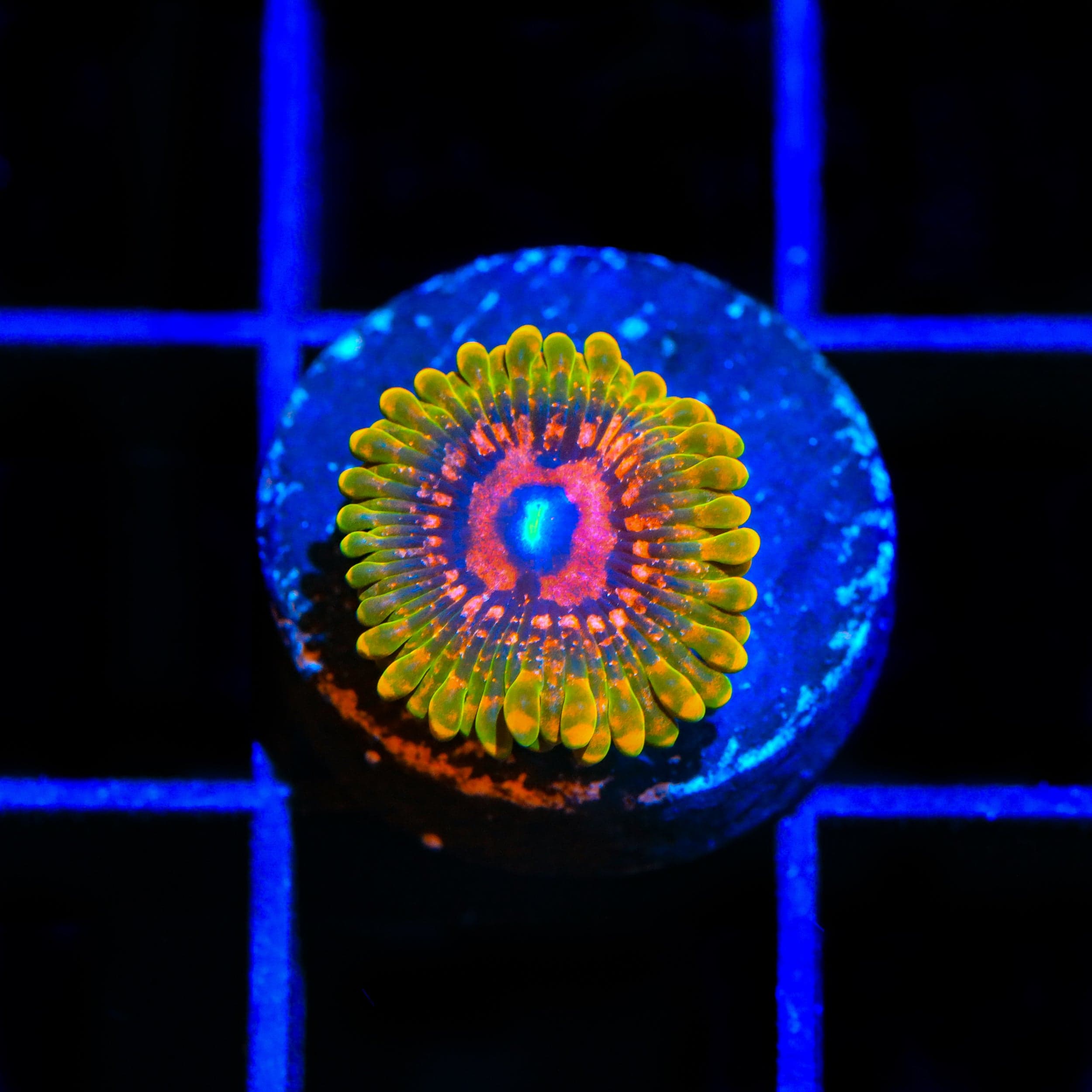Grand Master Krakatoa Zoanthids Coral – Top Shelf Aquatics