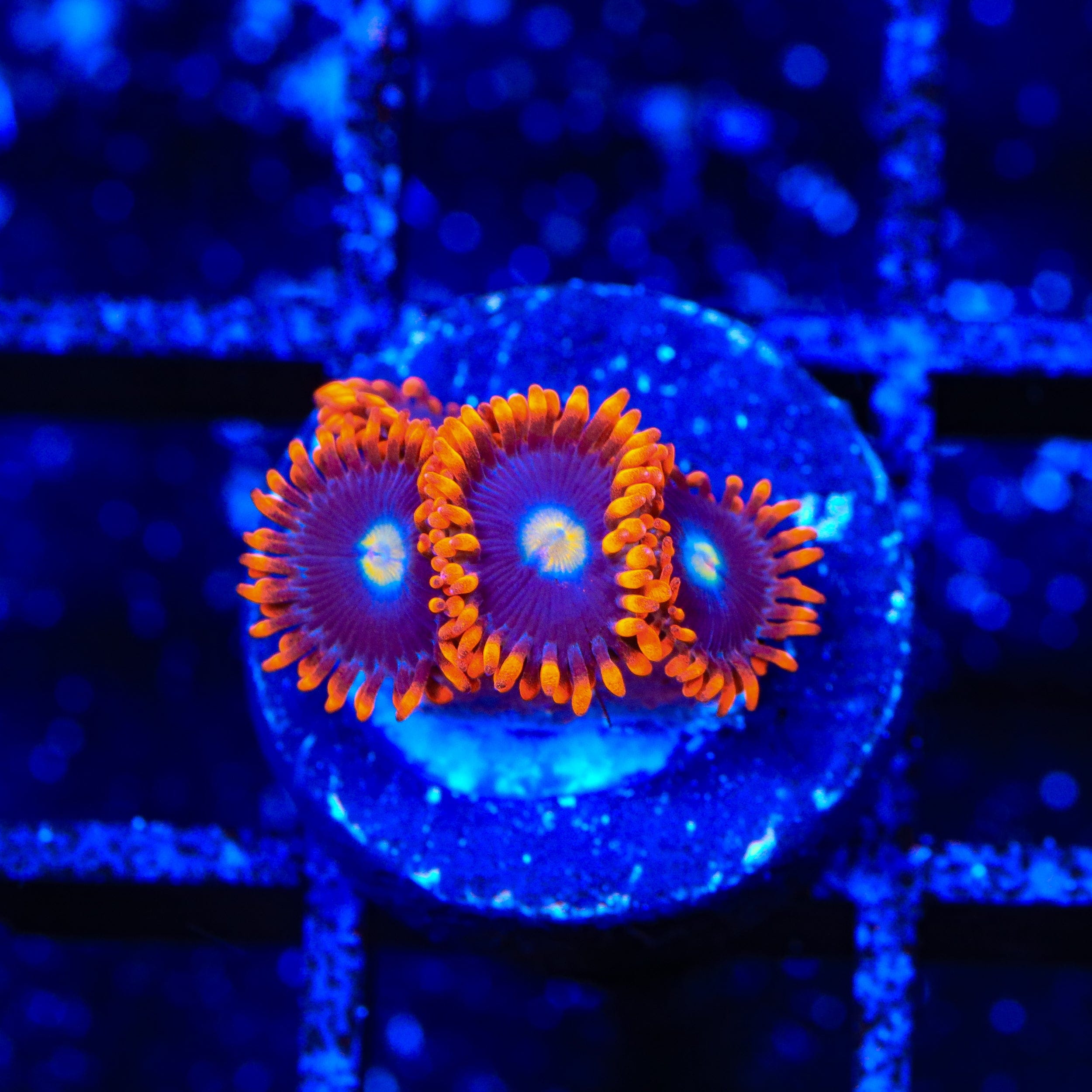 Time Warp Zoanthids Coral – Top Shelf Aquatics