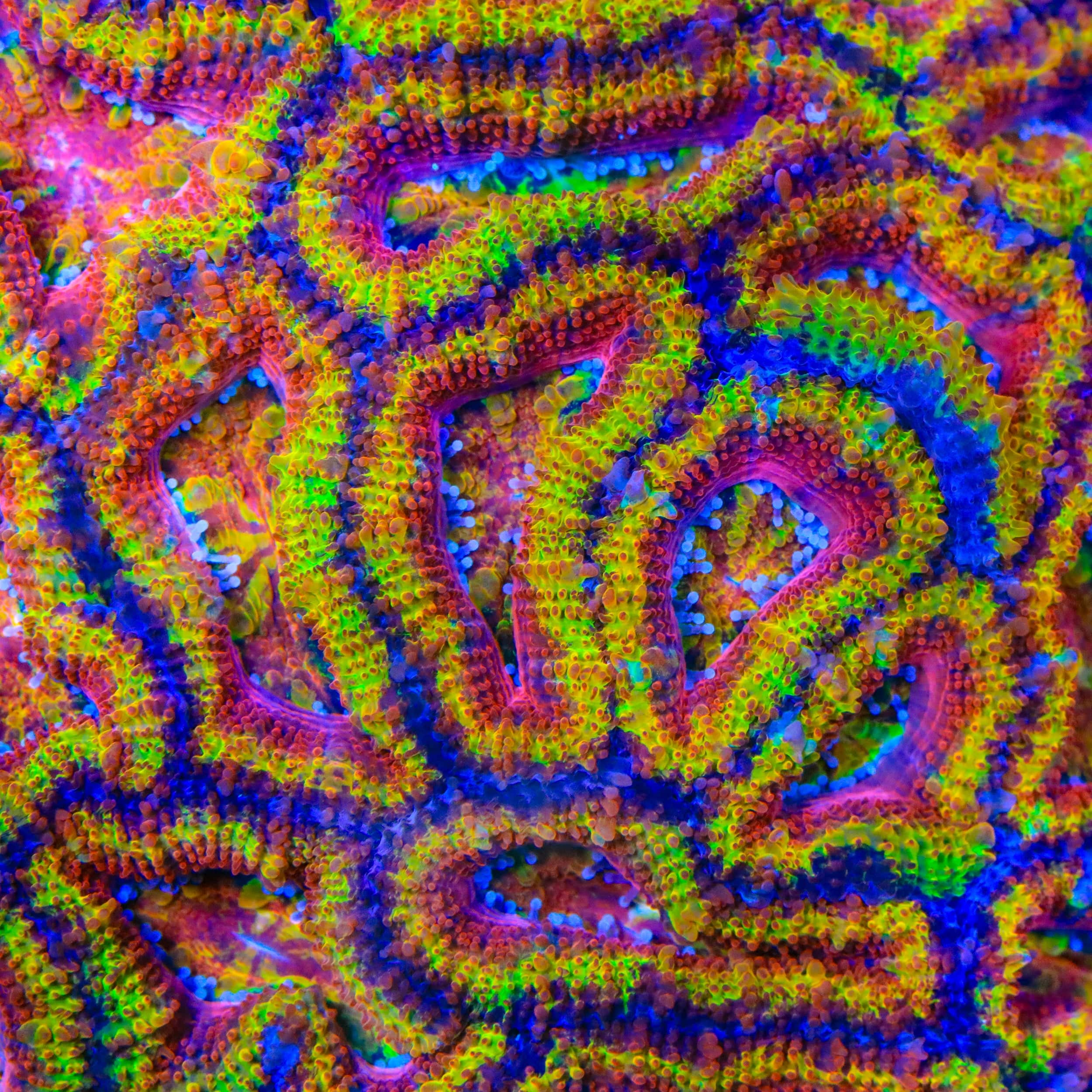 TSA Colorwheel Acan Coral – Top Shelf Aquatics