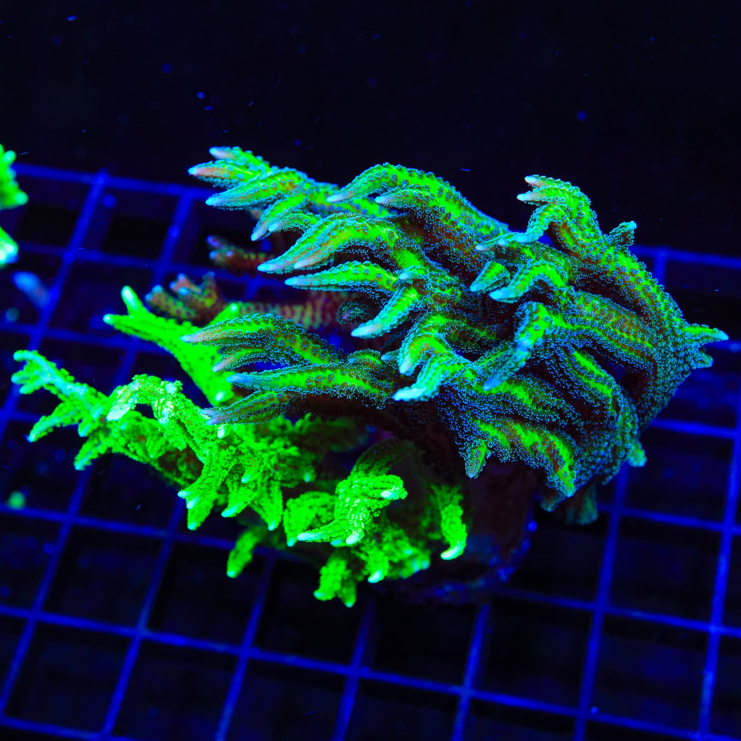 TSA Dragon Claw and Jade Combo Birdsnest Colony Coral – Top Shelf Aquatics