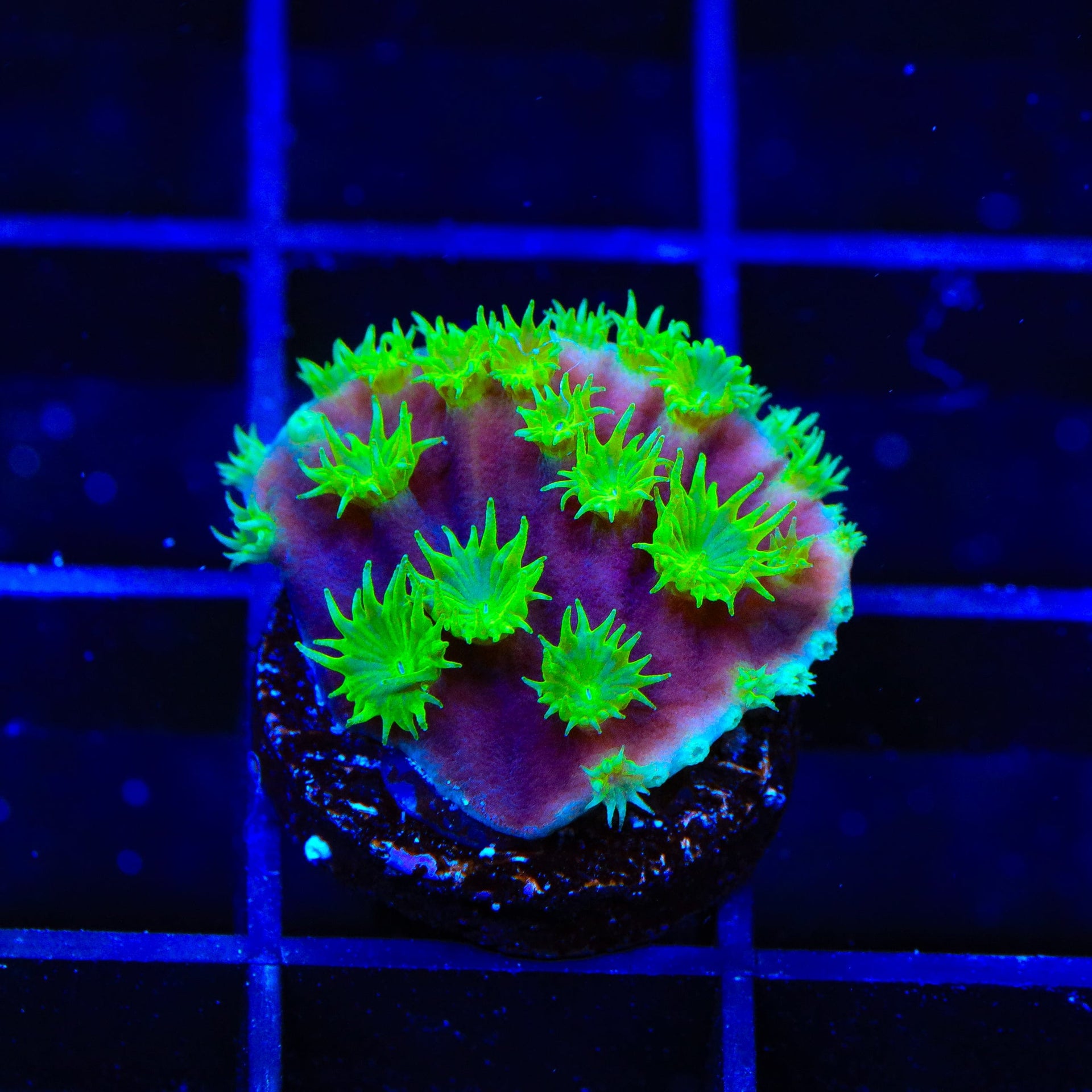 Live Corals for Sale – Top Shelf Aquatics