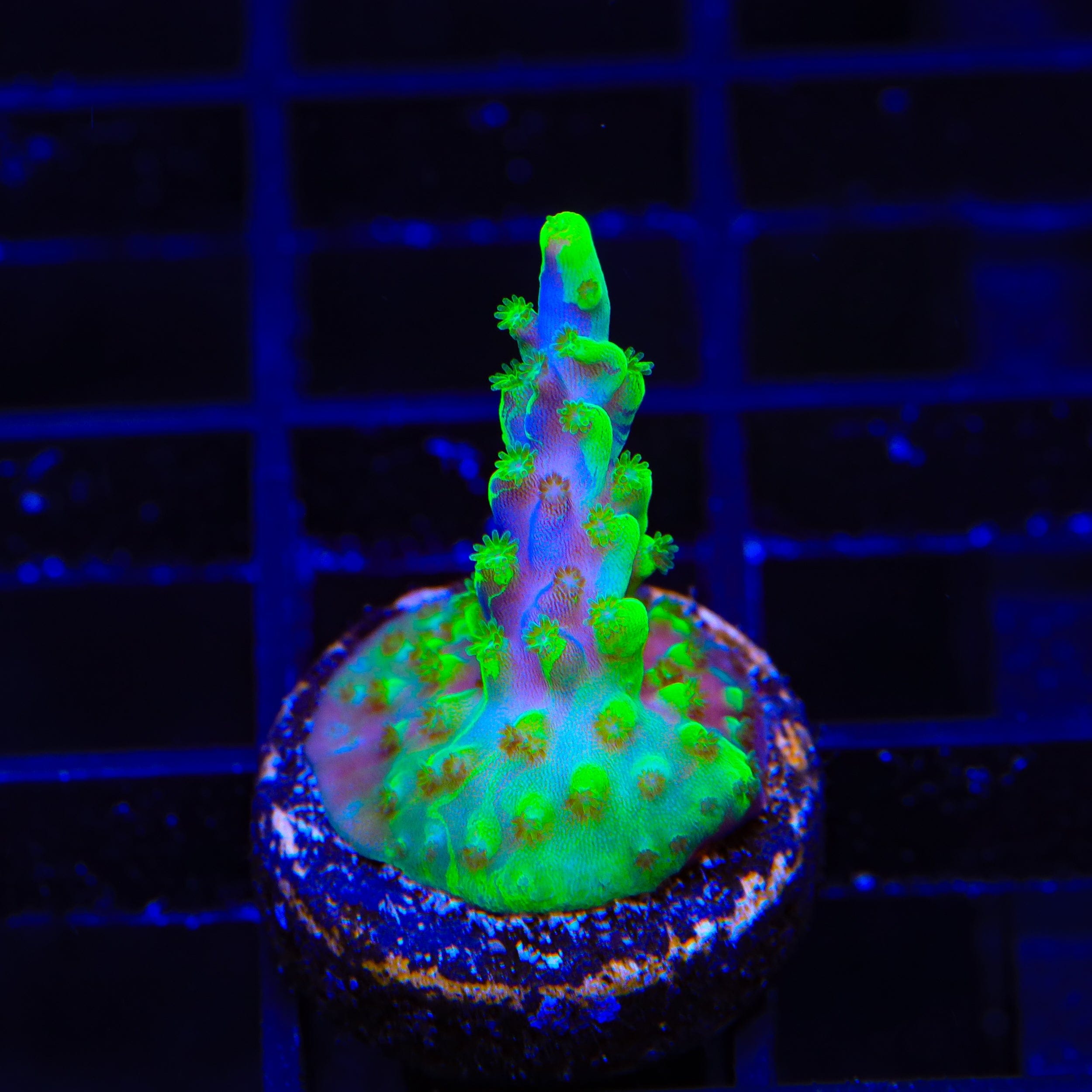 UW Oompa Loompa Splice Acropora Coral – Top Shelf Aquatics