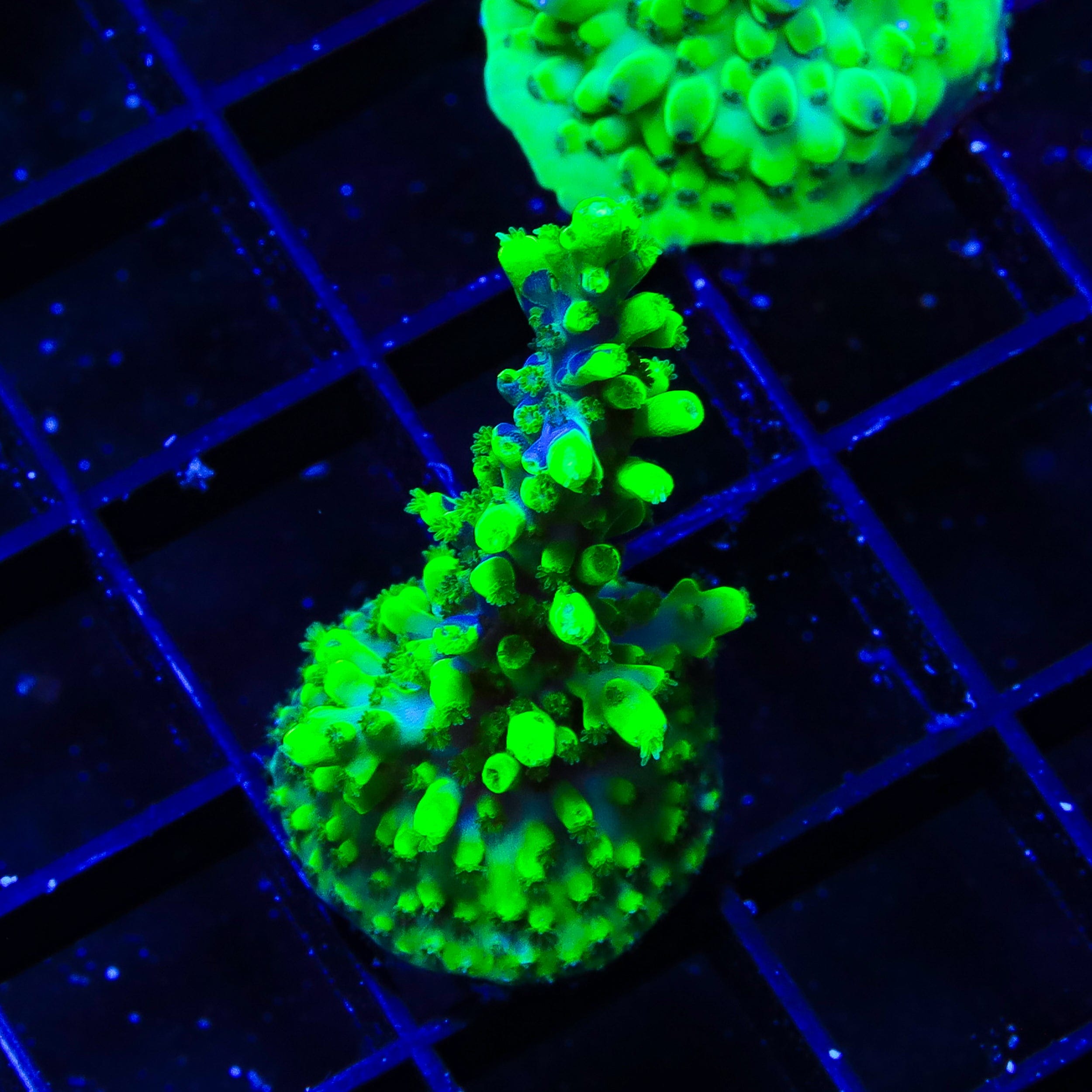 UW Oompa Loompa Splice Acropora Coral – Top Shelf Aquatics
