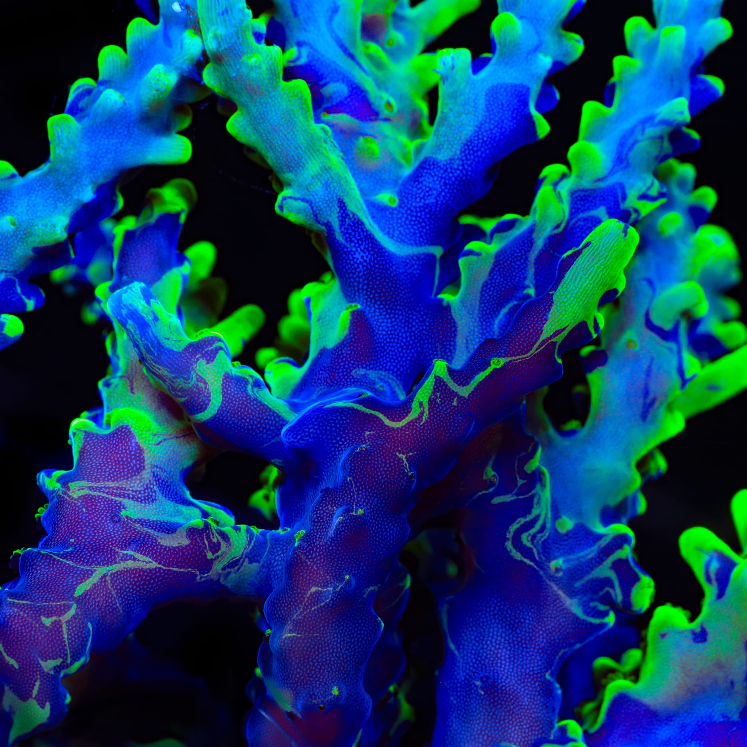 UW Oompa Loompa Splice Acropora Coral – Top Shelf Aquatics