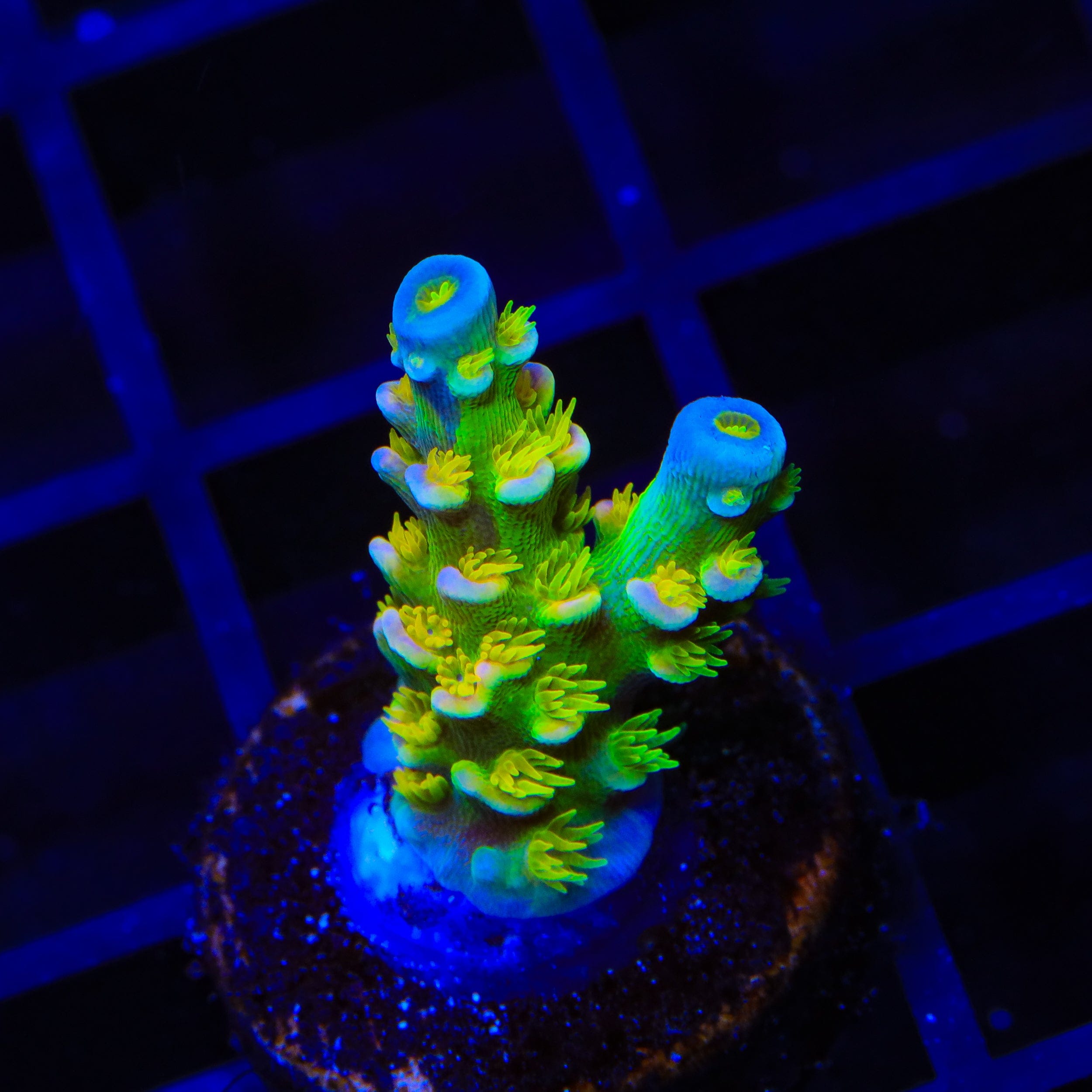 Walt Disney Tenuis Acropora Coral – Top Shelf Aquatics