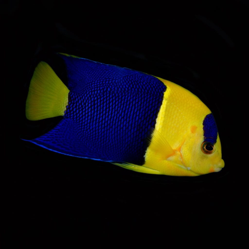 Saltwater Angelfish for Sale | Queen, Emperor, and Dwarf Species – Top ...