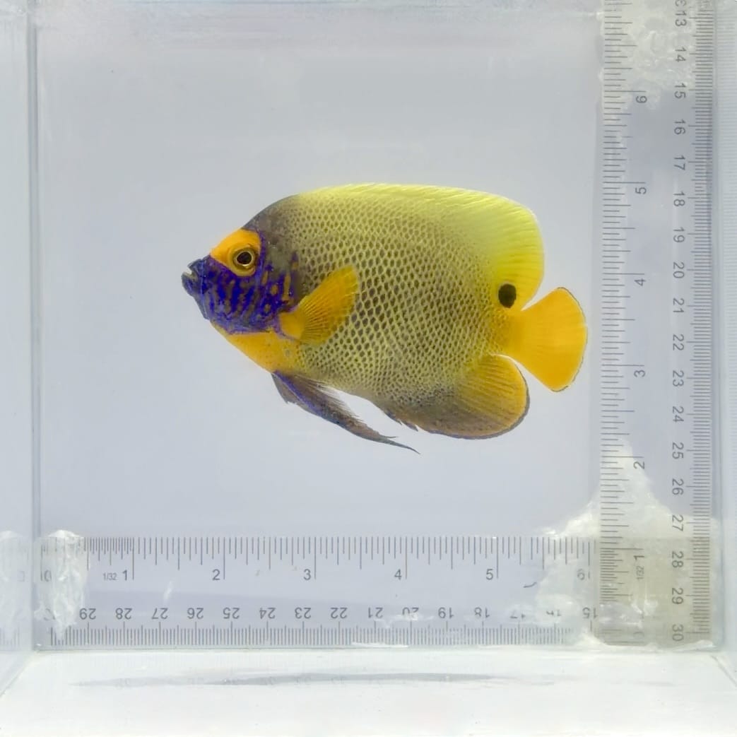 Saltwater Angelfish for Sale | Queen, Emperor, and Dwarf Species – Top ...