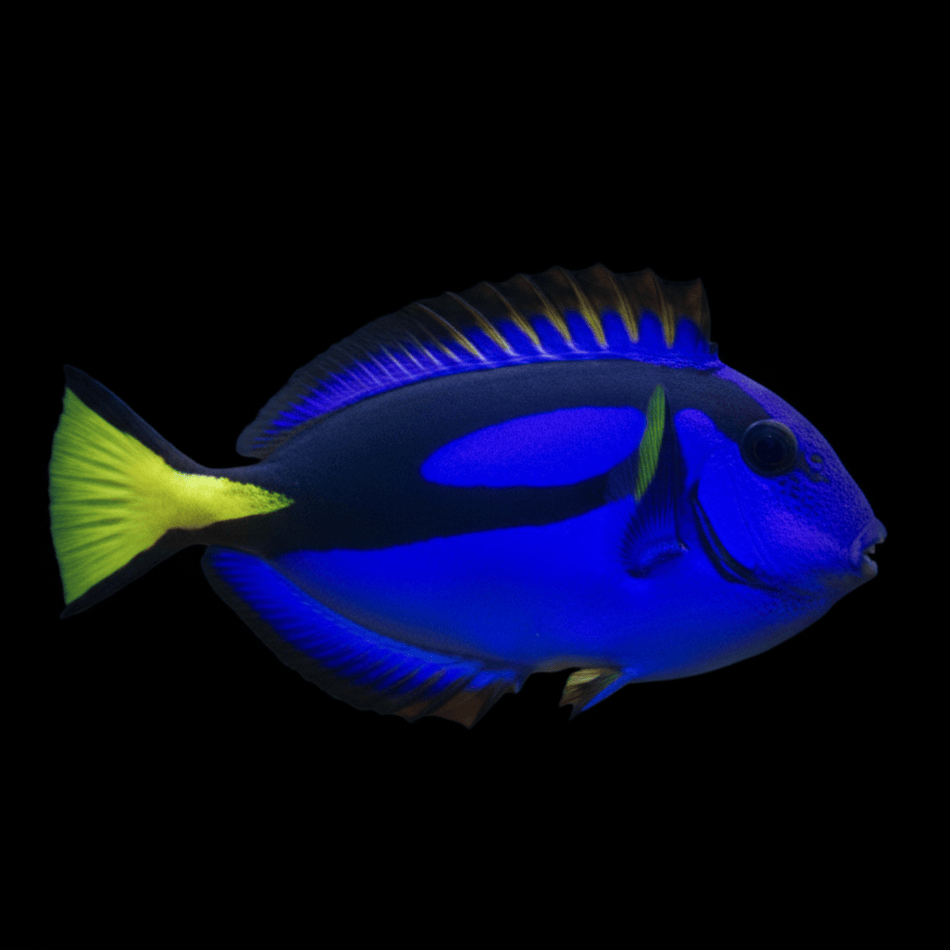 Blue Hippo Tang - Paracanthurus hepatus – Top Shelf Aquatics