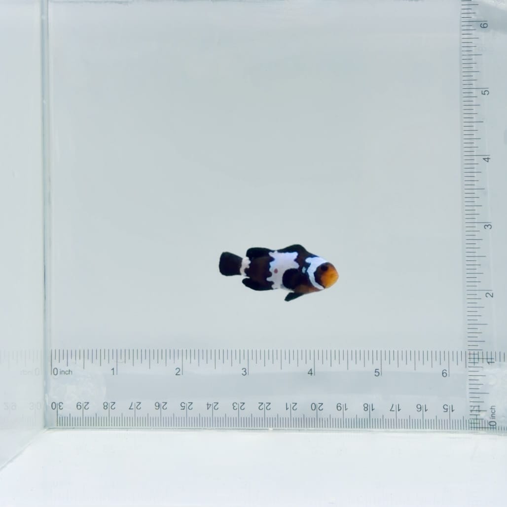 Bullet Hole Clownfish – Top Shelf Aquatics