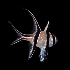 Captive-Bred Banggai Cardinalfish - Pterapogon kauderni – Top Shelf ...