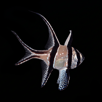 Captive-Bred Banggai Cardinalfish - Pterapogon kauderni – Top Shelf ...
