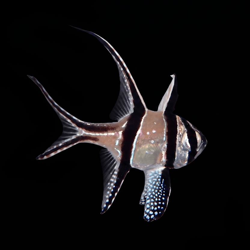 Captive-Bred Banggai Cardinalfish - Pterapogon kauderni – Top Shelf ...