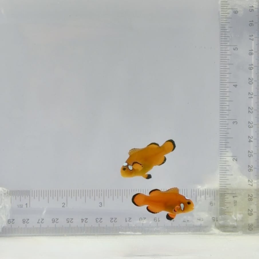 Designer Clownfish for Sale | Unique Clownfish to Buy for Your Aquarium ...