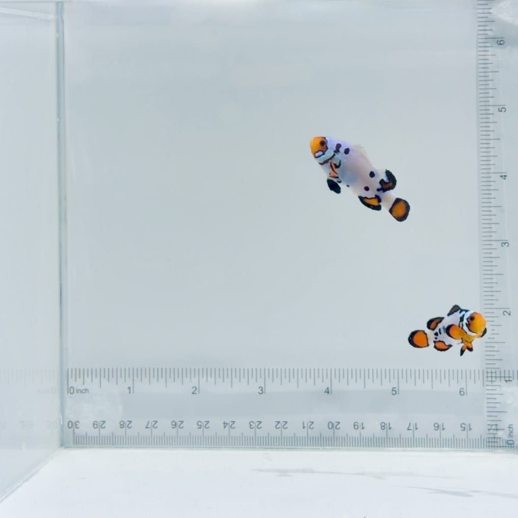Designer Clownfish for Sale | Unique Clownfish to Buy for Your Aquarium ...