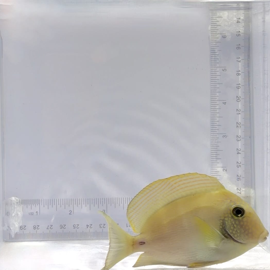 Freckle Face Tang – Top Shelf Aquatics