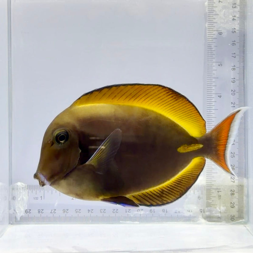 Tangs – Top Shelf Aquatics